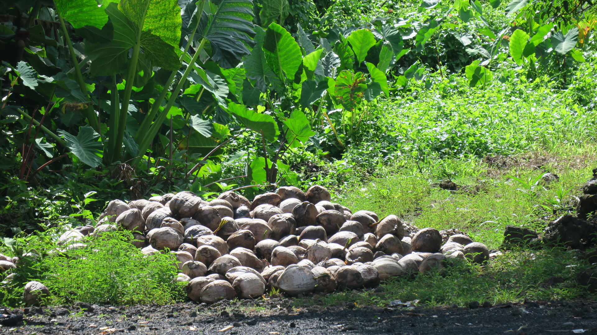 SBS Reports: Samoa's Economy Riding the Wave of Coconut Trend - TDi ...
